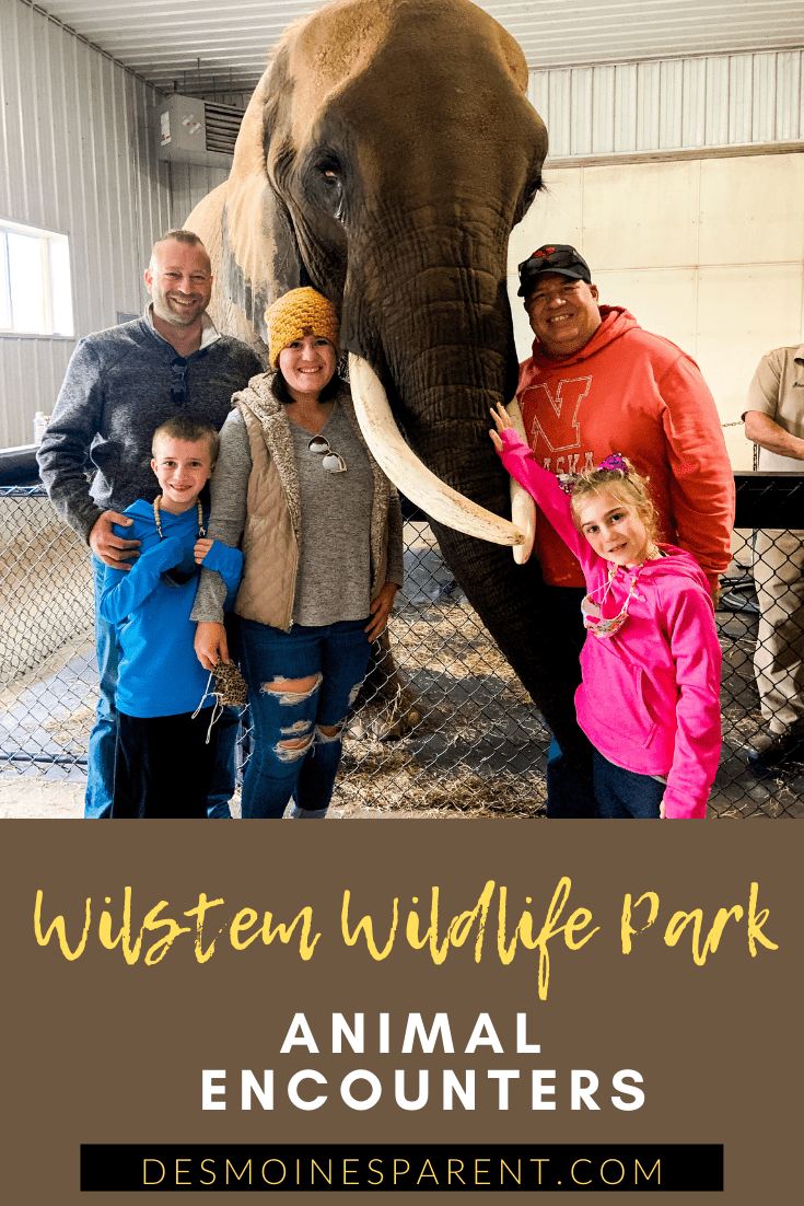 Elephants, Roos, Giraffes | Animal Encounters at Wilstem Wildlife Park